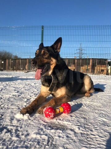 Немецкая овчарка Султан