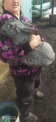 Кролики великаны