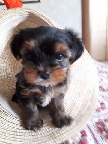 Йоркширский терьер мини