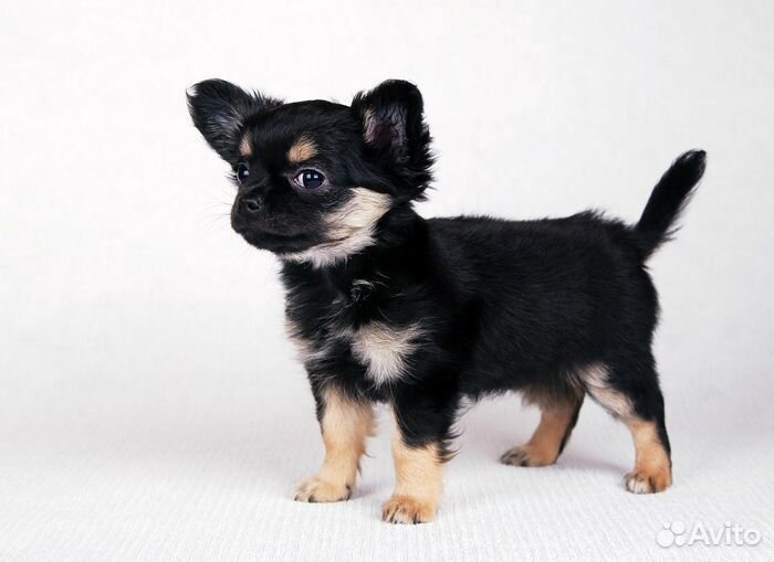 Вязка Чихуахуа кобель, чёрный